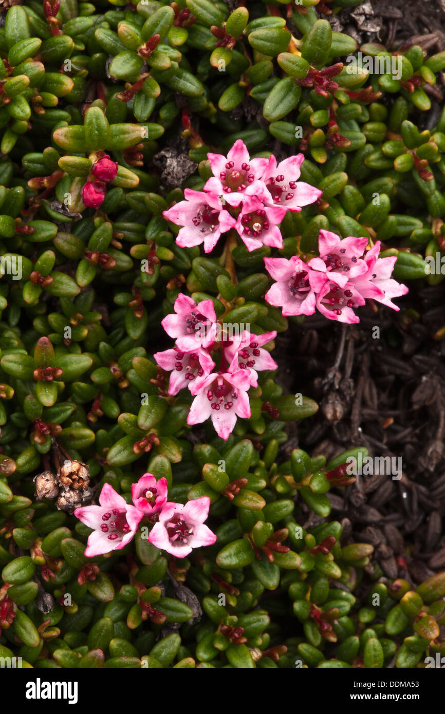 Lappland azalee -Fotos und -Bildmaterial in hoher Auflösung – Alamy