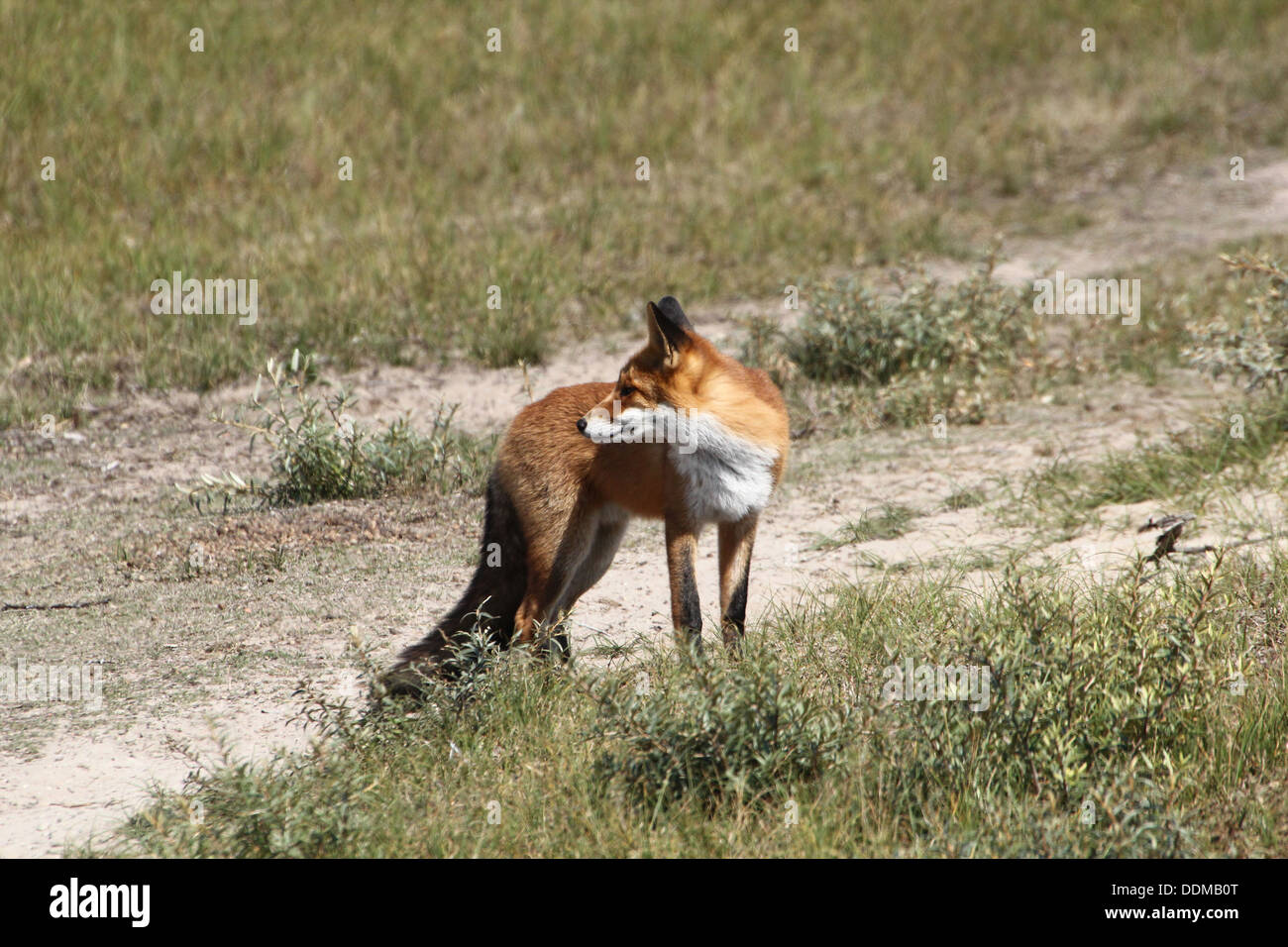 Rotfuchs Vulpes Vulpes Stockfotos und -bilder Kaufen - Alamy