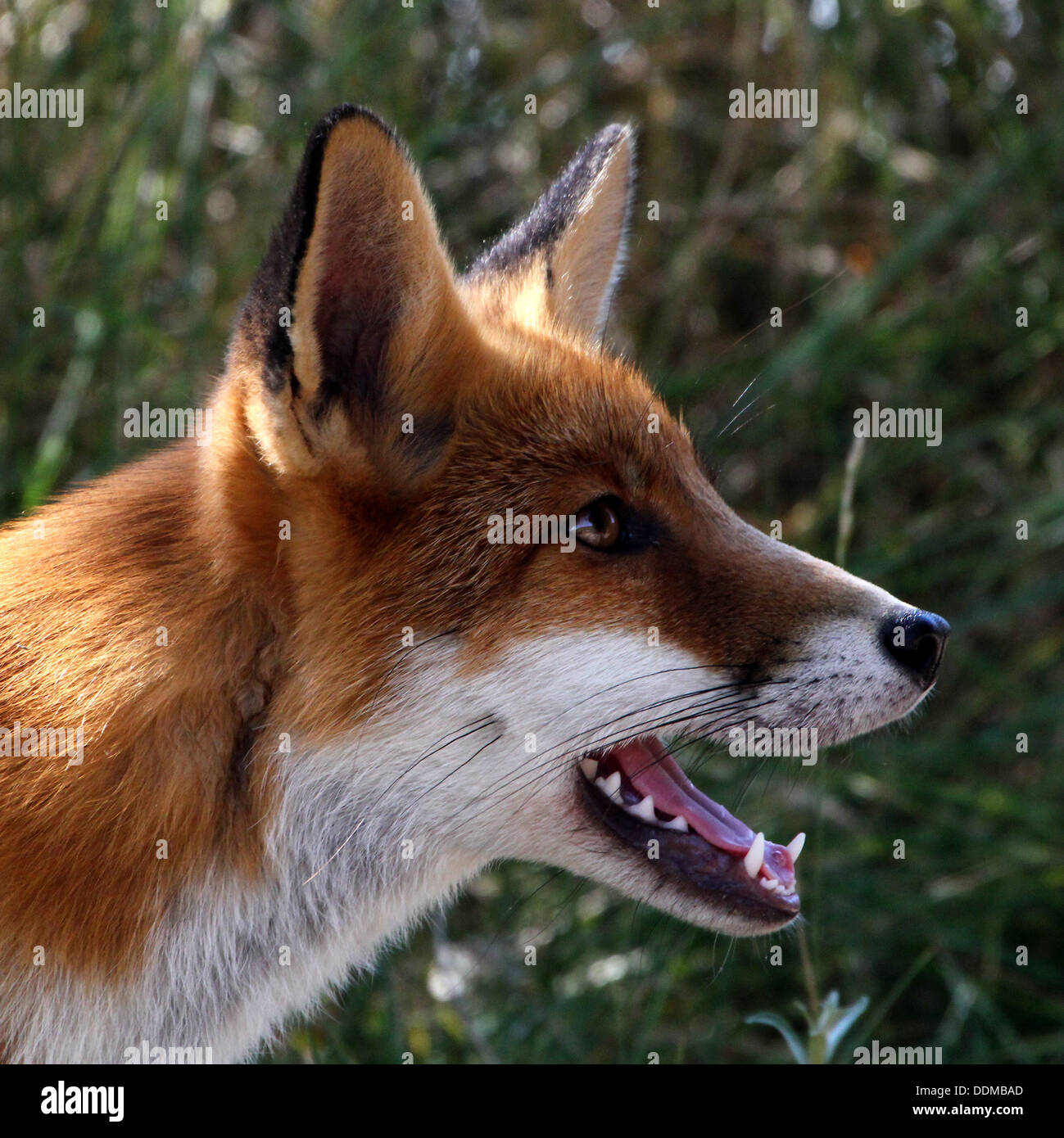 Europäischer roter Fuchs (Vulpes Vulpes) Fahndungsfoto, Zähne gebleckt ...