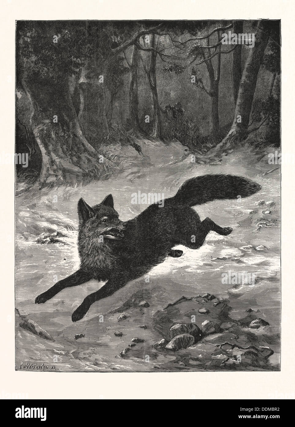 Die fuchsjagd -Fotos und -Bildmaterial in hoher Auflösung – Alamy