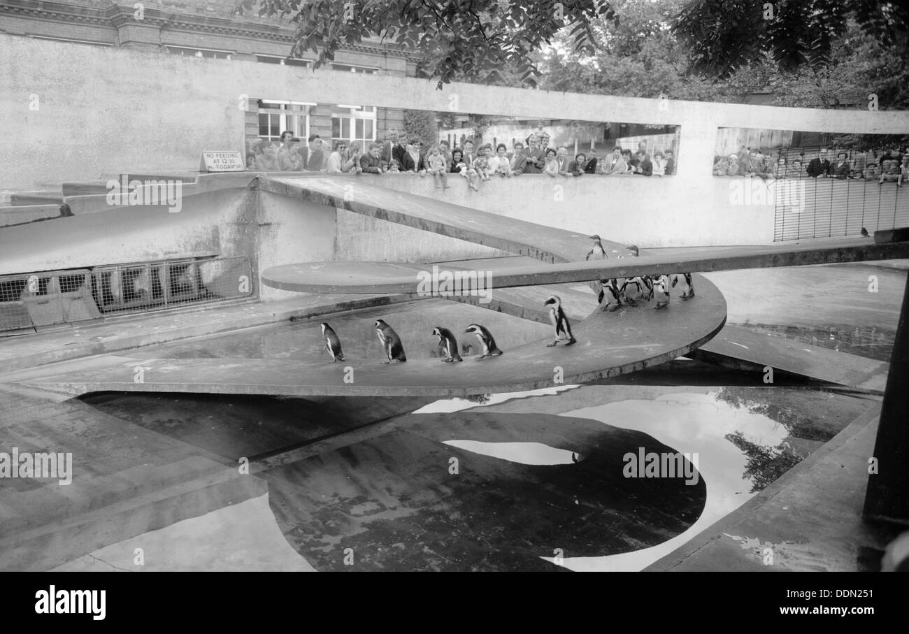 Londoner zoologischer park -Fotos und -Bildmaterial in hoher Auflösung – Alamy