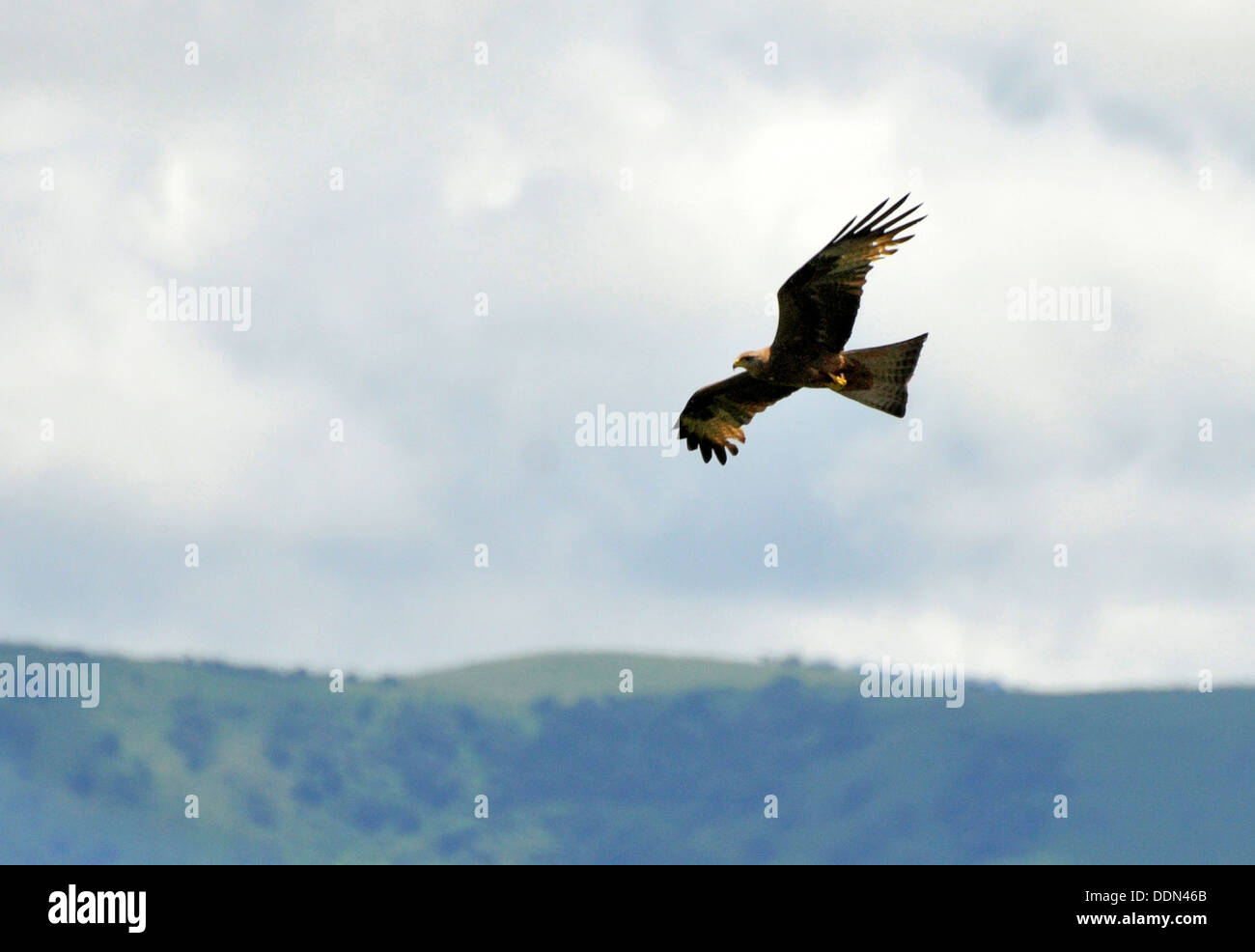 Tansania adler fliegend -Fotos und -Bildmaterial in hoher Auflösung – Alamy