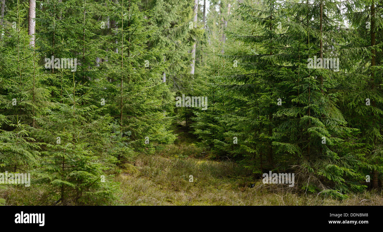 Fichten Picea Abies Stockfotos und -bilder Kaufen - Alamy