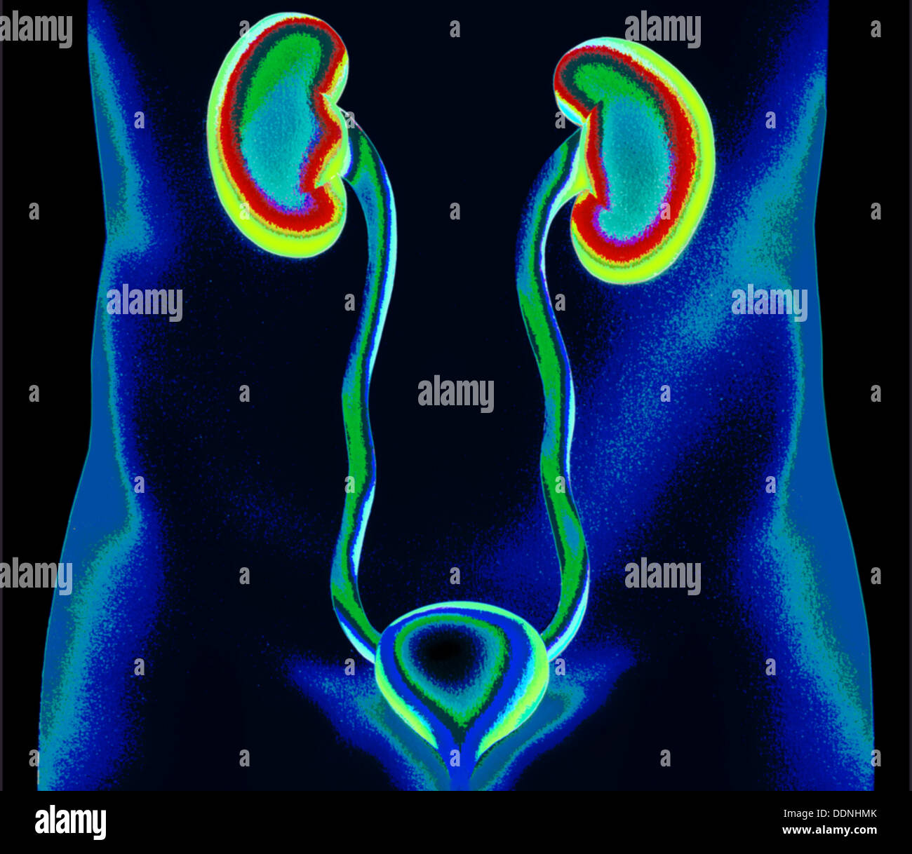 The ureter -Fotos und -Bildmaterial in hoher Auflösung – Alamy