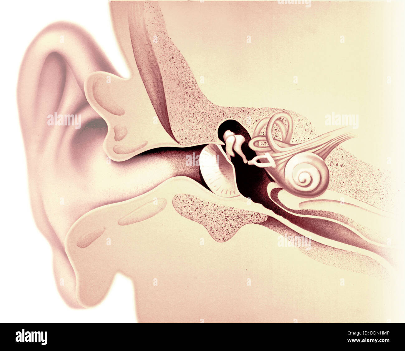 Menschliche wahrnehmungen -Fotos und -Bildmaterial in hoher Auflösung ...