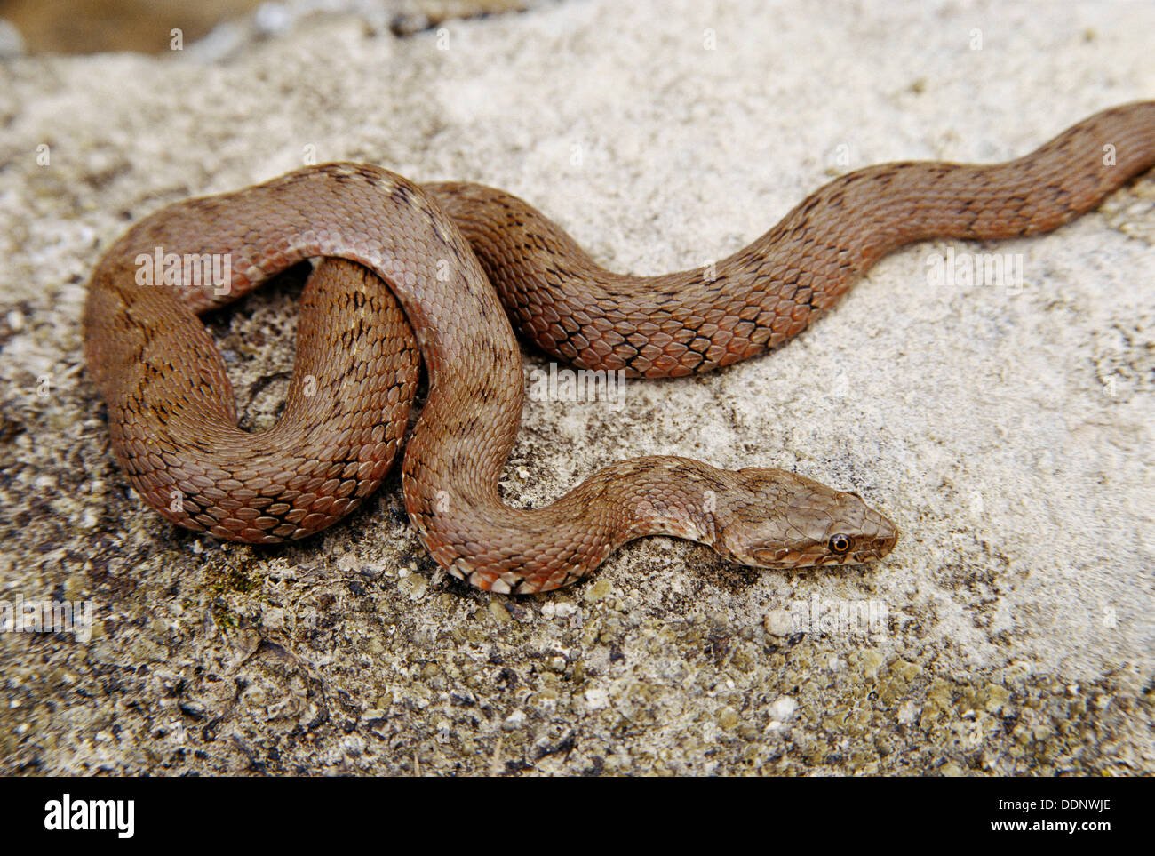 Vipernatter (Natrix Maura Stockfotografie - Alamy