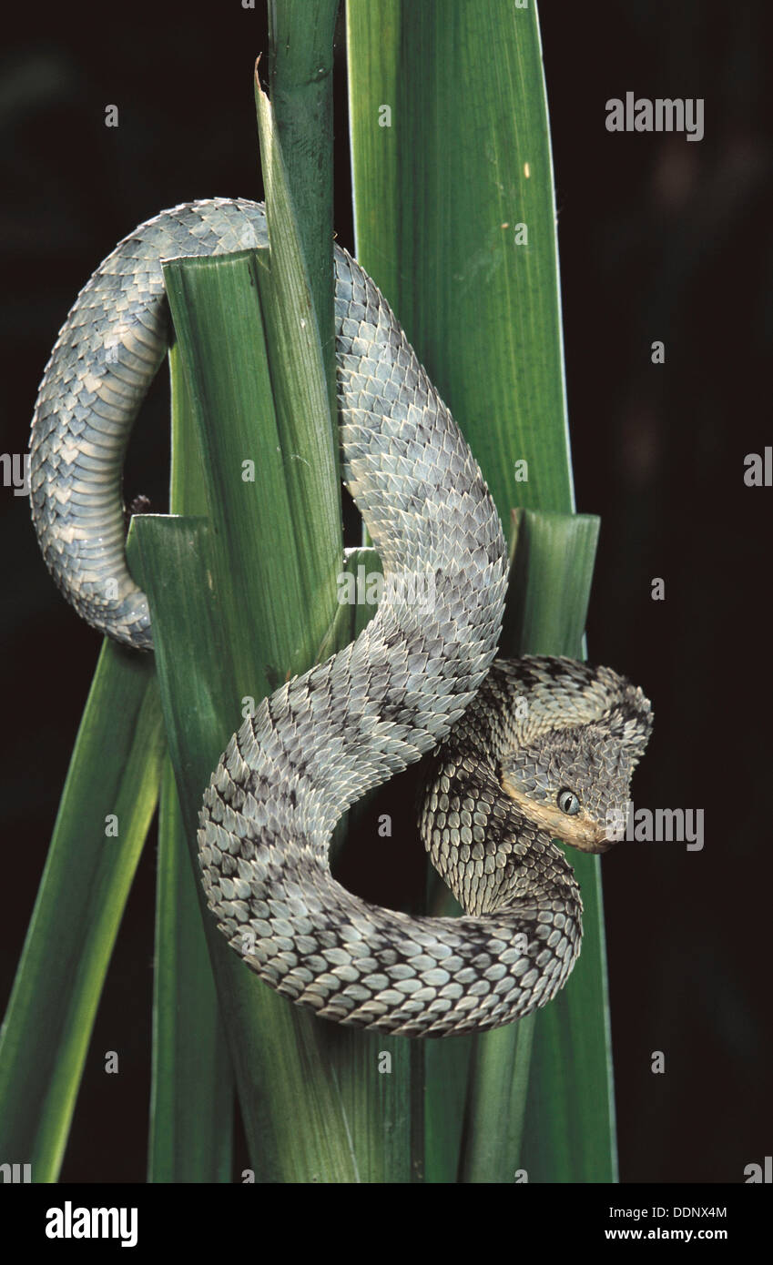 Grüne buschviper atheris squamiger -Fotos und -Bildmaterial in hoher ...