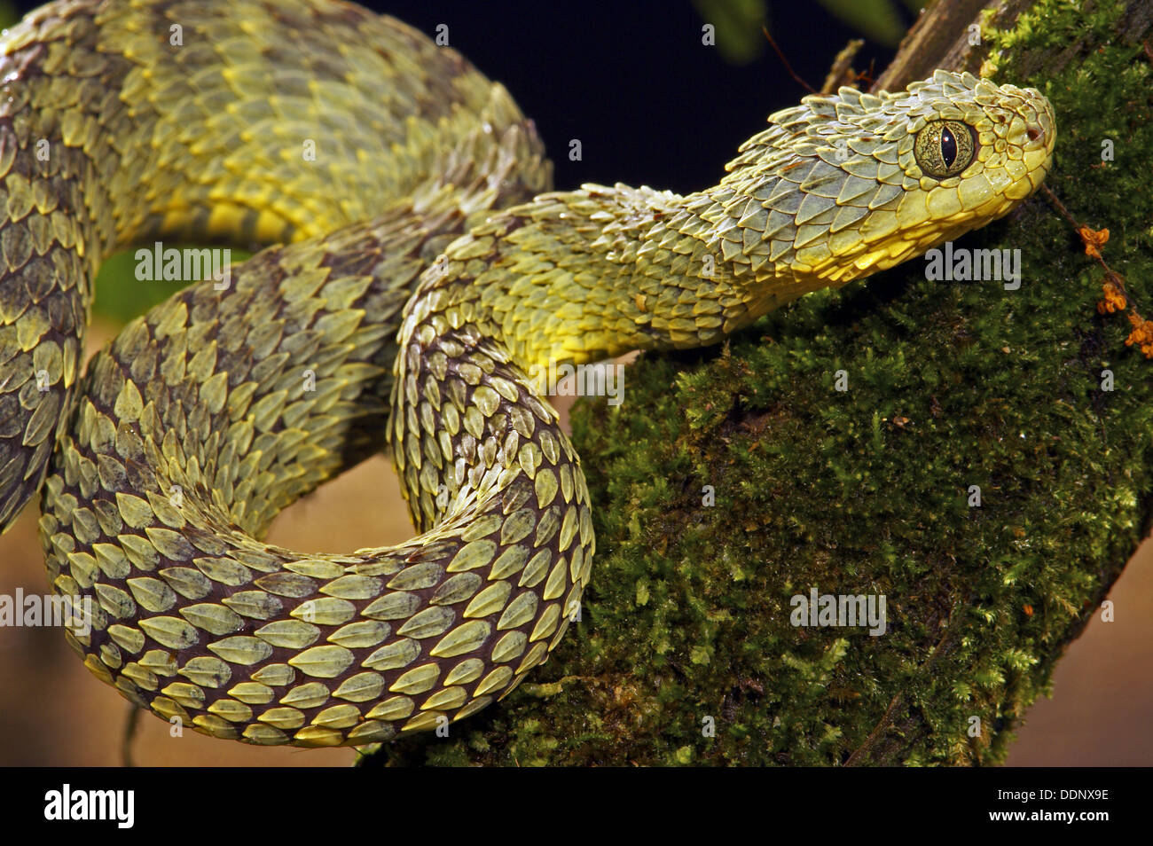 Grüne buschviper atheris squamiger -Fotos und -Bildmaterial in hoher ...