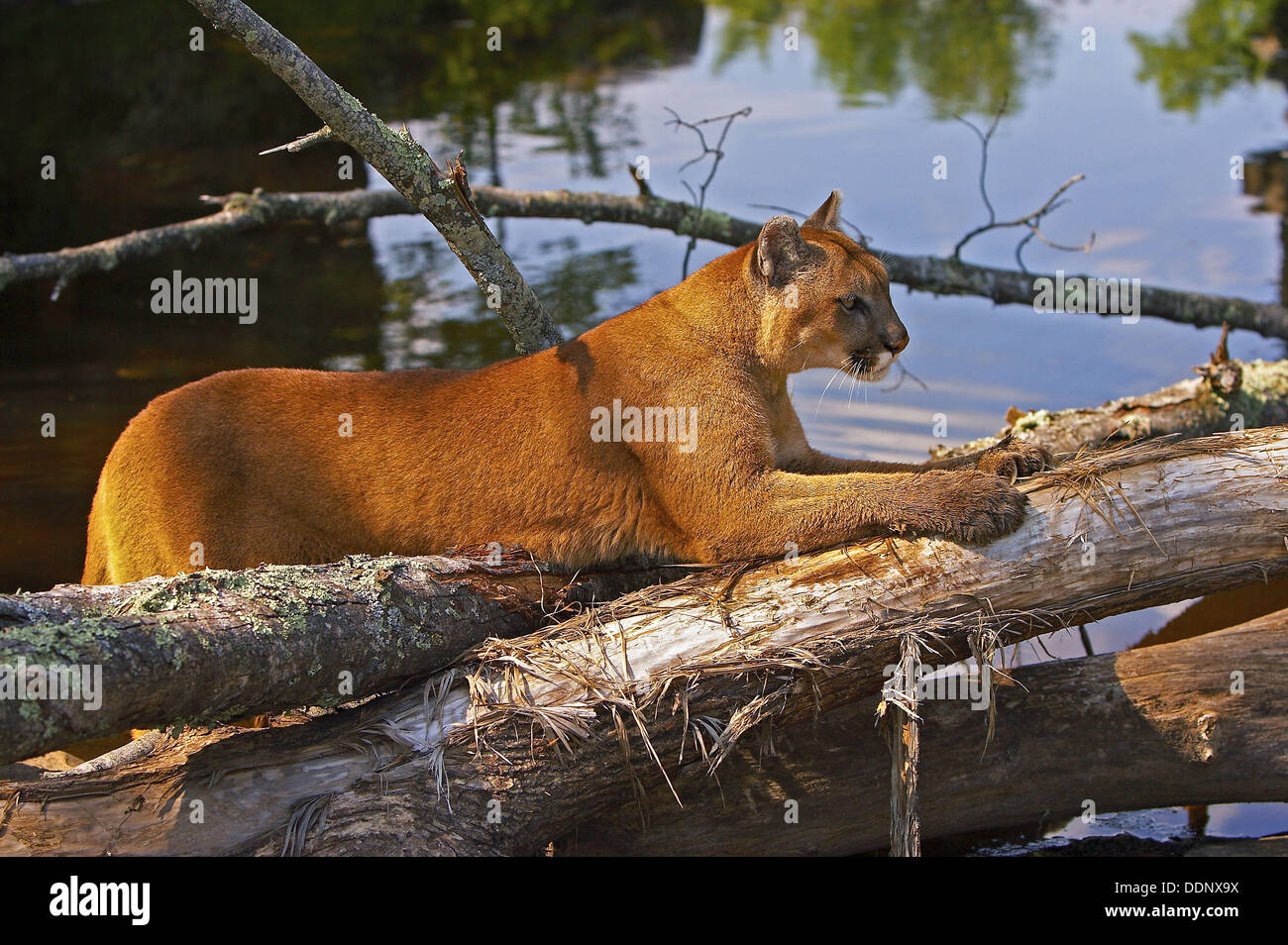 Stalking puma felis concolor -Fotos und -Bildmaterial in hoher ...