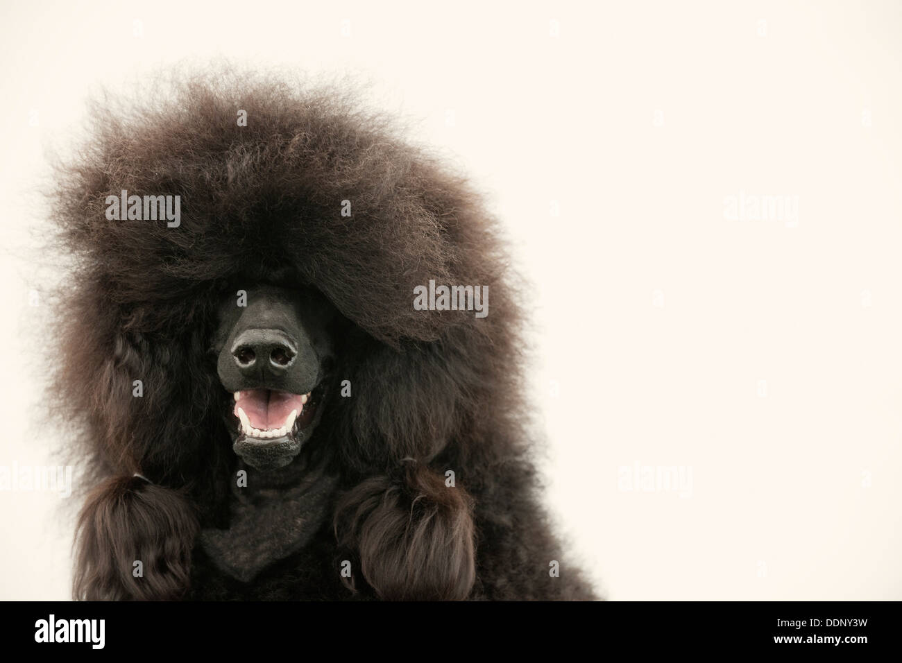 Black poodle -Fotos und -Bildmaterial in hoher Auflösung – Alamy