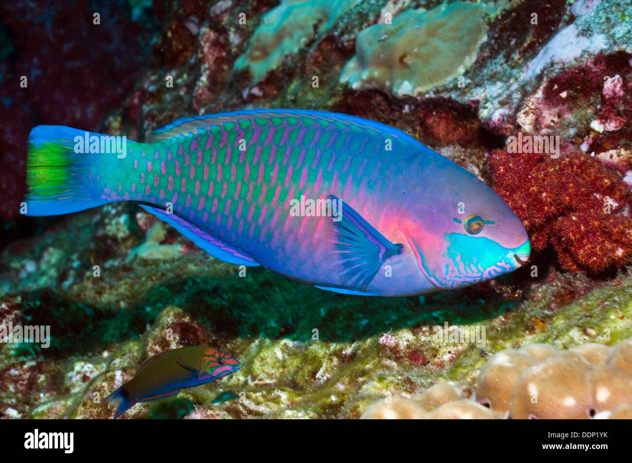 Lyretail wrasse thalassoma lunare -Fotos und -Bildmaterial in hoher ...