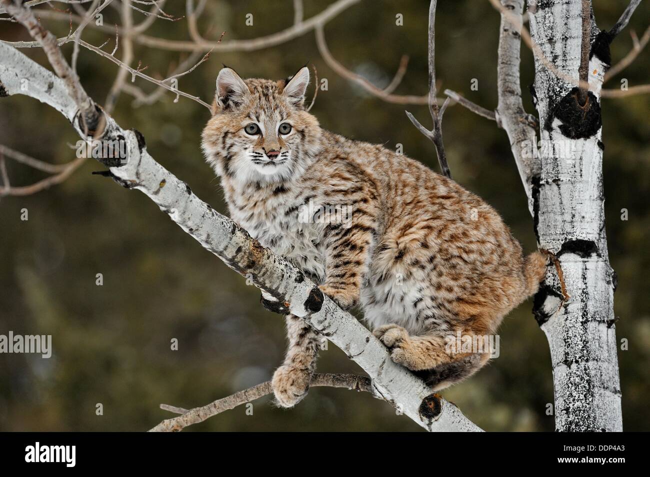 Alpiner bewohner -Fotos und -Bildmaterial in hoher Auflösung – Alamy