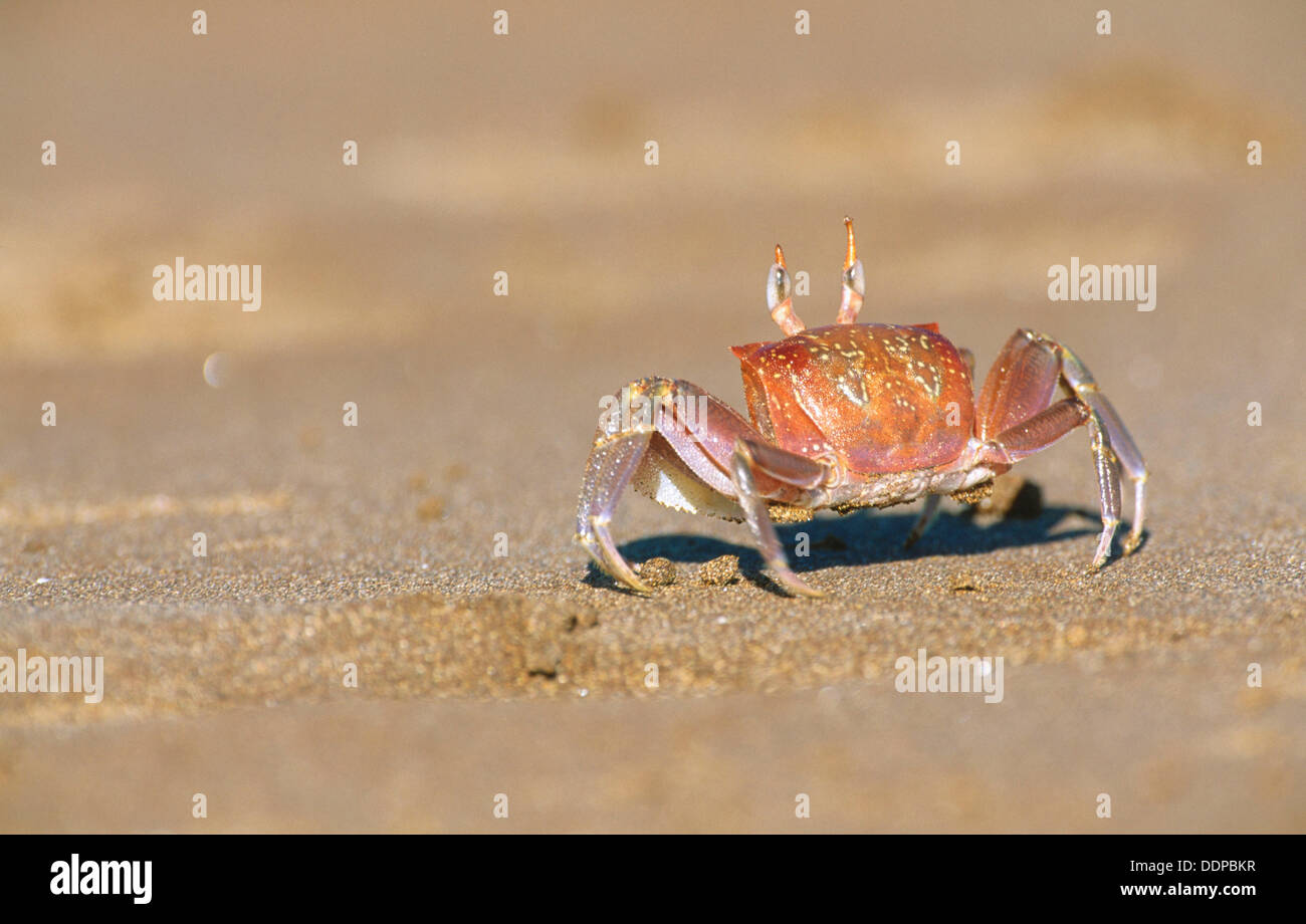 Ghost crab ocypode sp -Fotos und -Bildmaterial in hoher Auflösung – Alamy