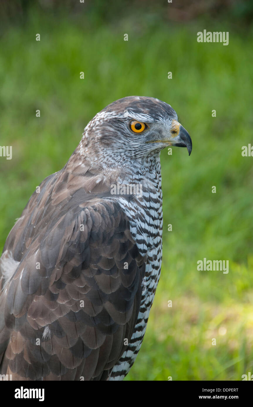 Accipiter gentilis bird goshawk habicht -Fotos und -Bildmaterial in ...
