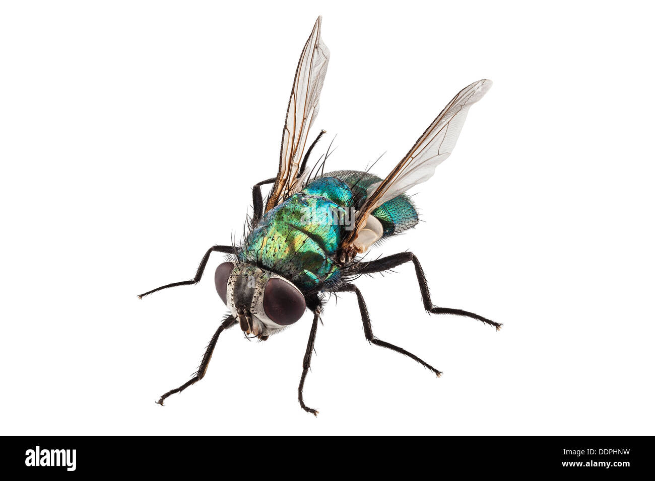 Schlag fliege -Fotos und -Bildmaterial in hoher Auflösung – Alamy