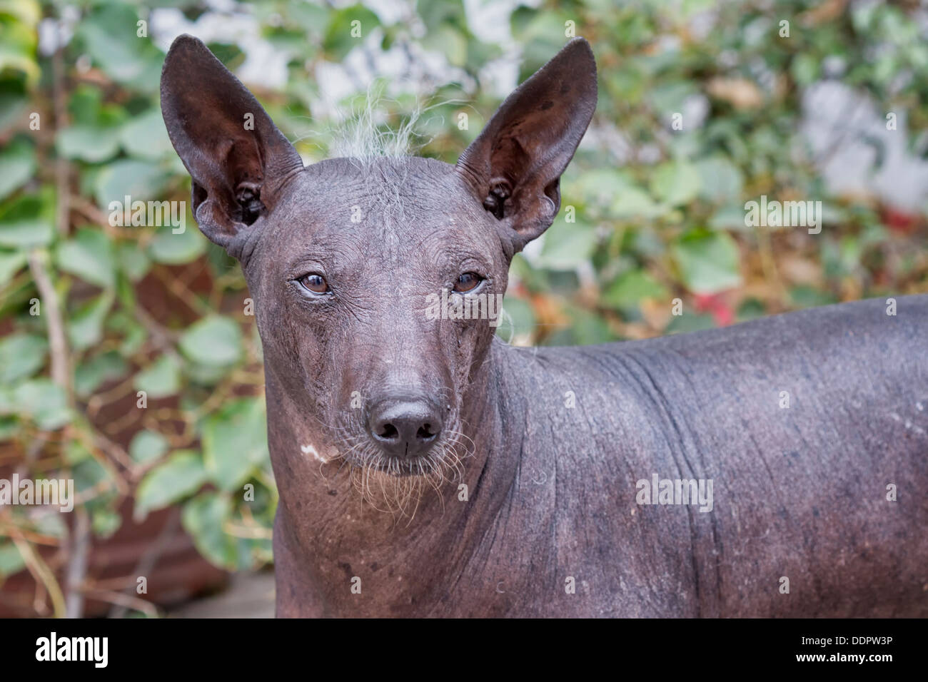 Peruanische nackthund -Fotos und -Bildmaterial in hoher Auflösung – Alamy