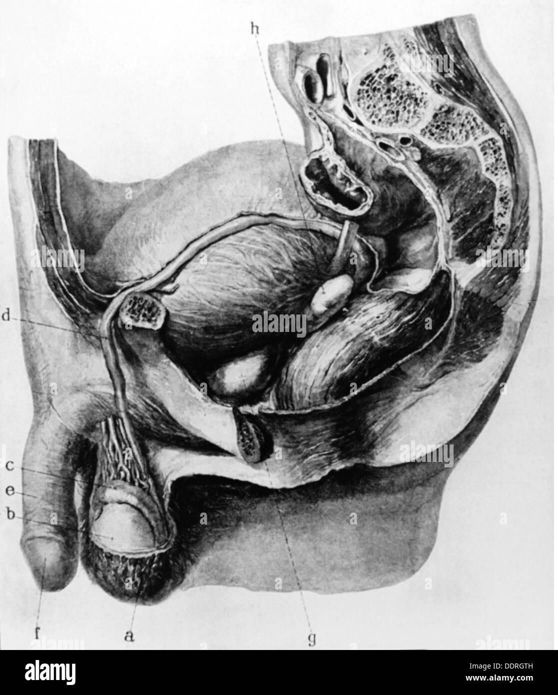 Medizin Anatomie Geschlechtsorgane Schematische Darstellung Des