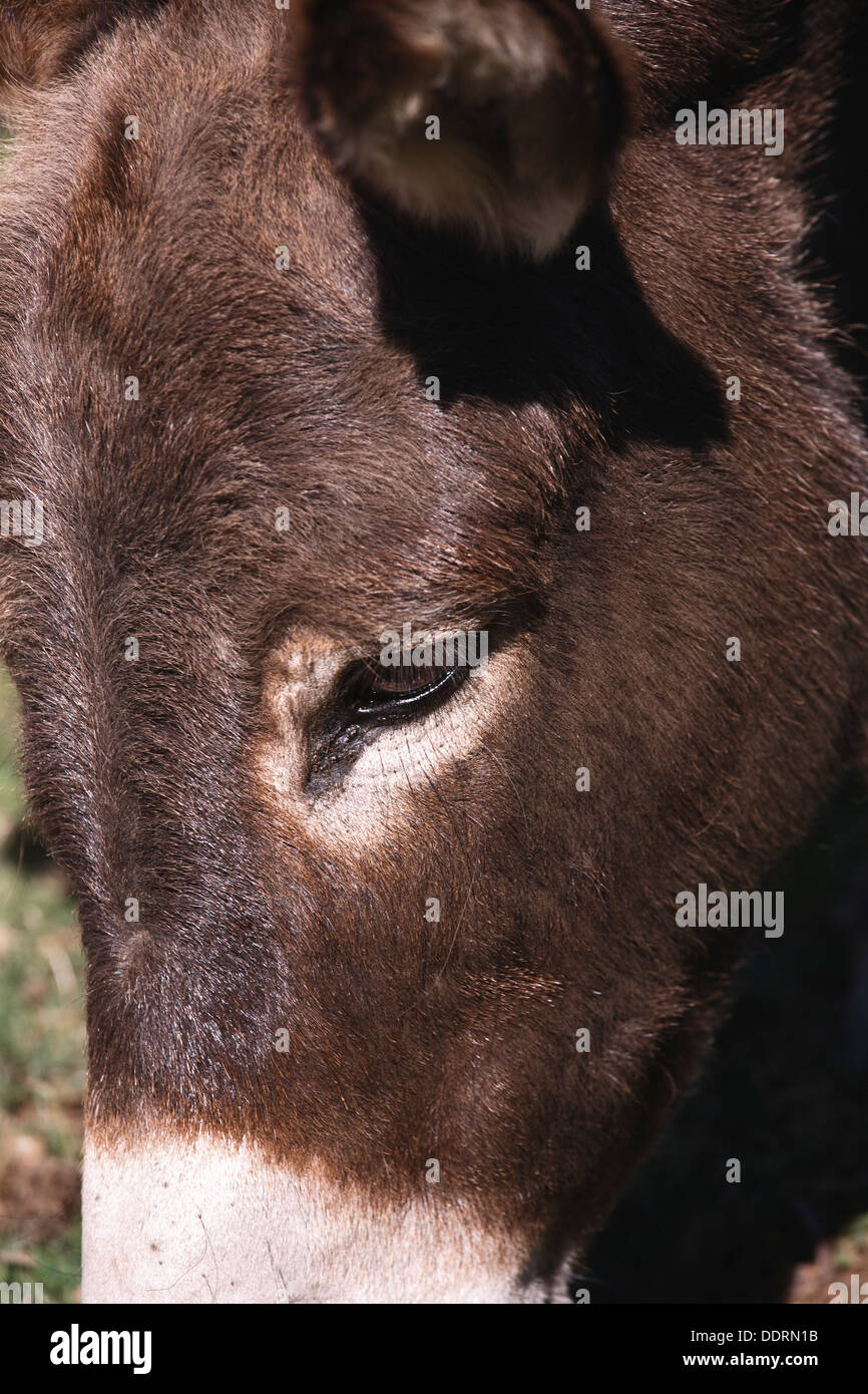 Esel kopf -Fotos und -Bildmaterial in hoher Auflösung – Alamy