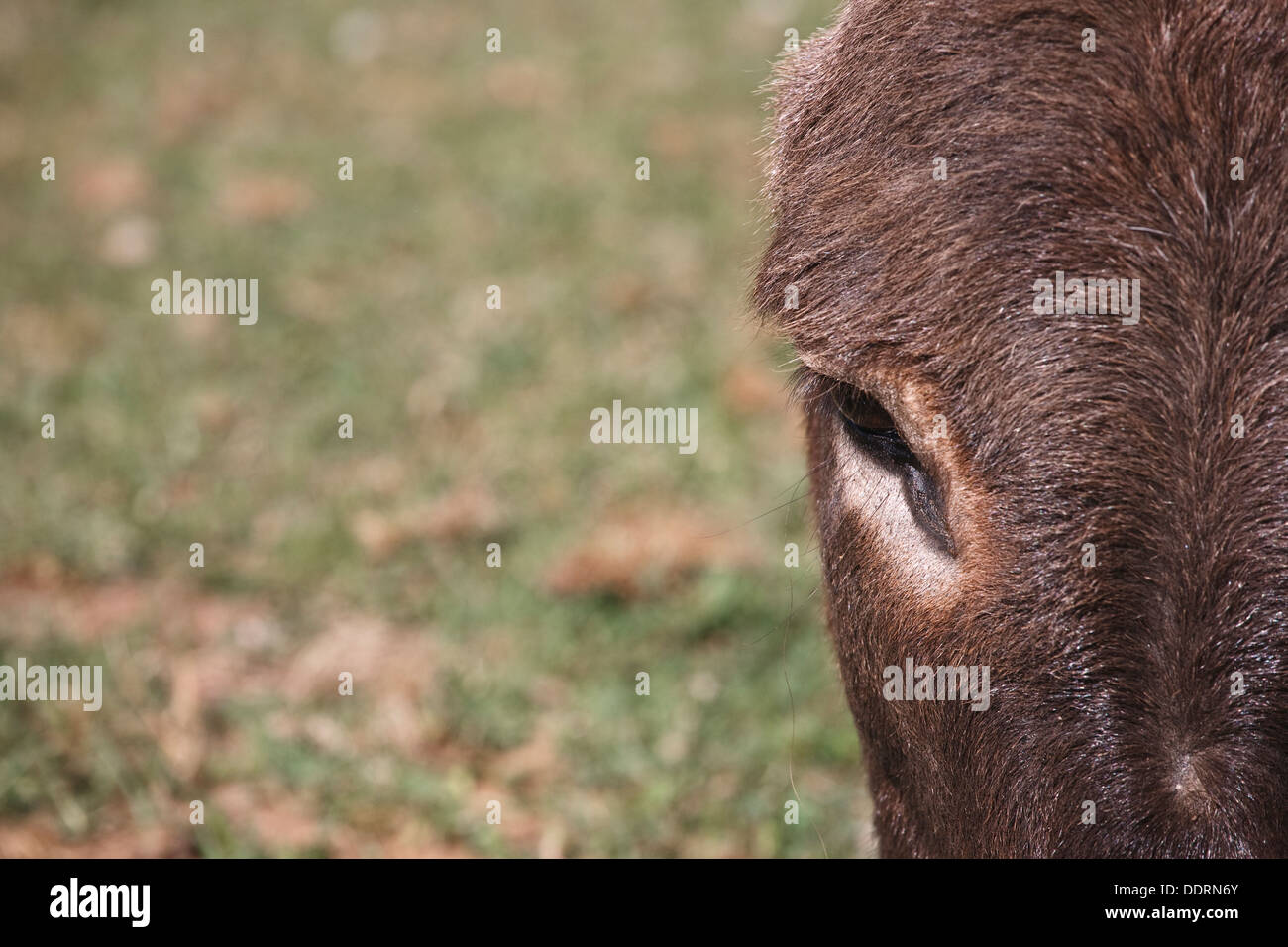 Esel kopf -Fotos und -Bildmaterial in hoher Auflösung – Alamy