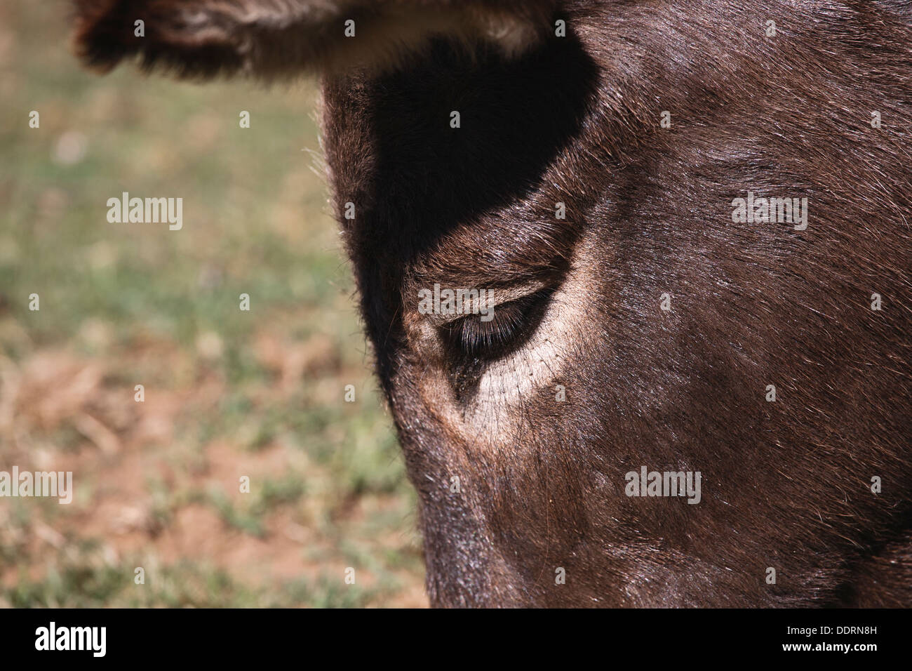 Esel kopf -Fotos und -Bildmaterial in hoher Auflösung – Alamy