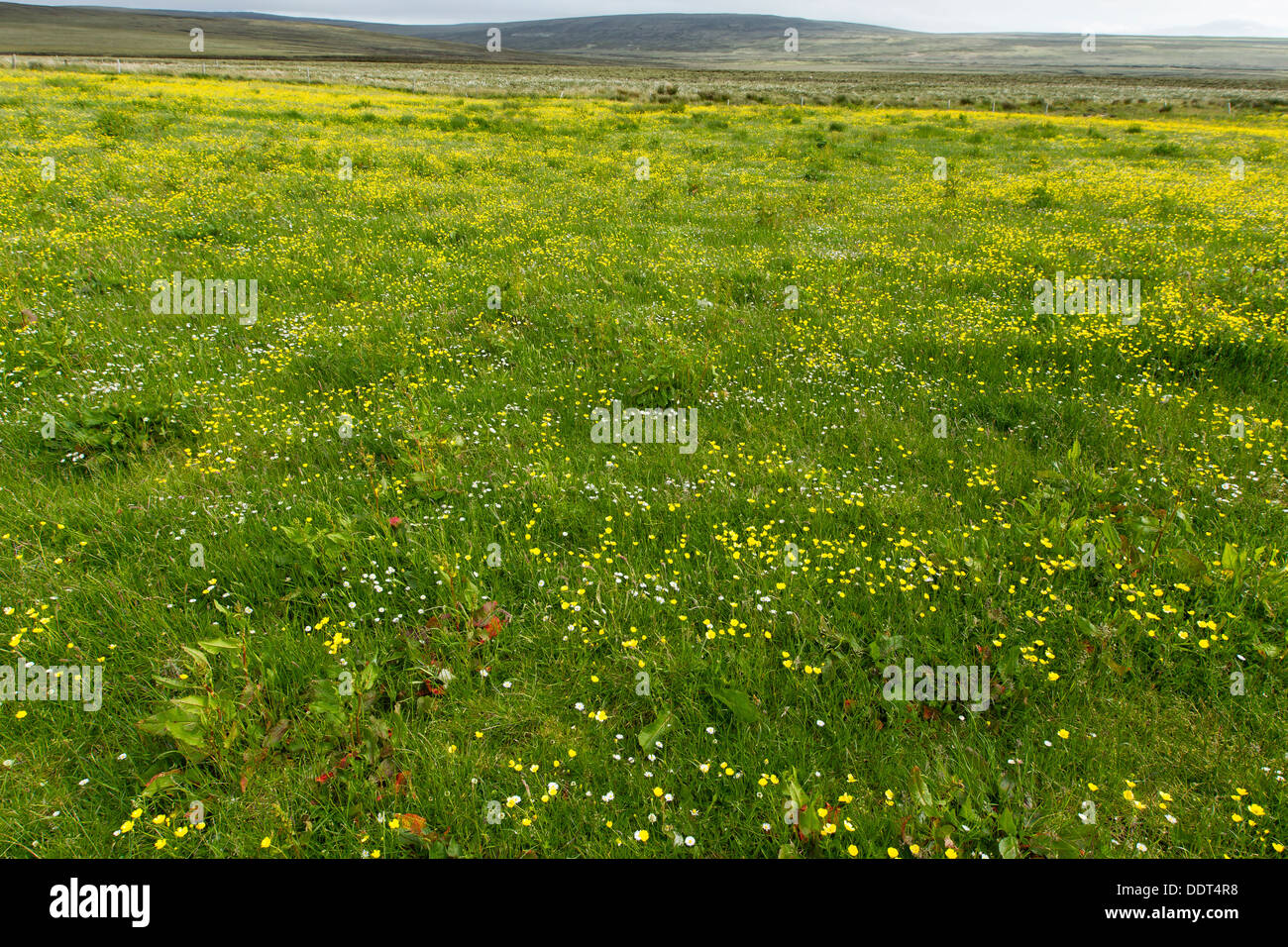 Wiesen lebensraum gras wiese wilde natur -Fotos und -Bildmaterial in ...