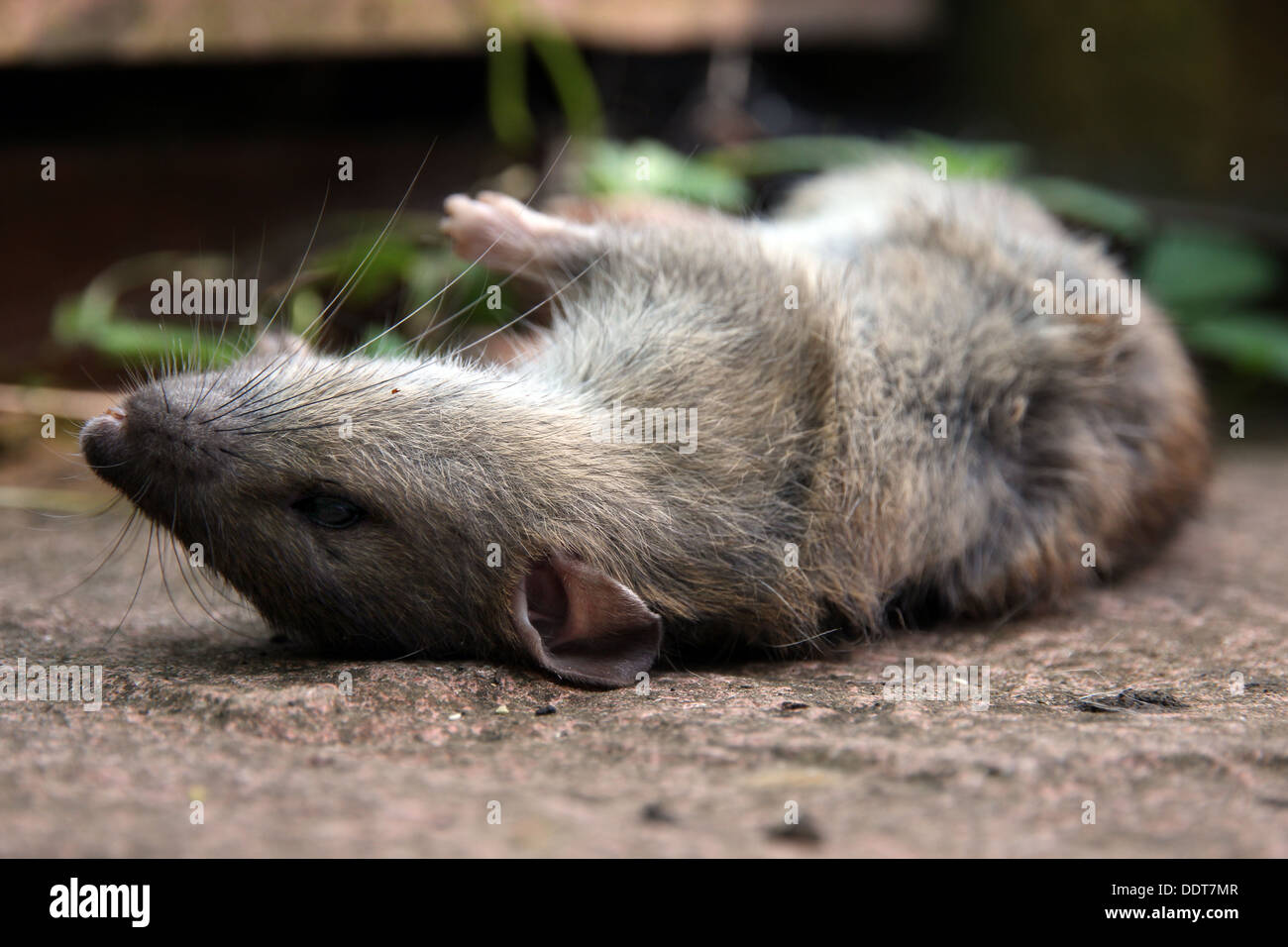 Eine tote Ratte auf einem Pflaster Stockfotografie - Alamy