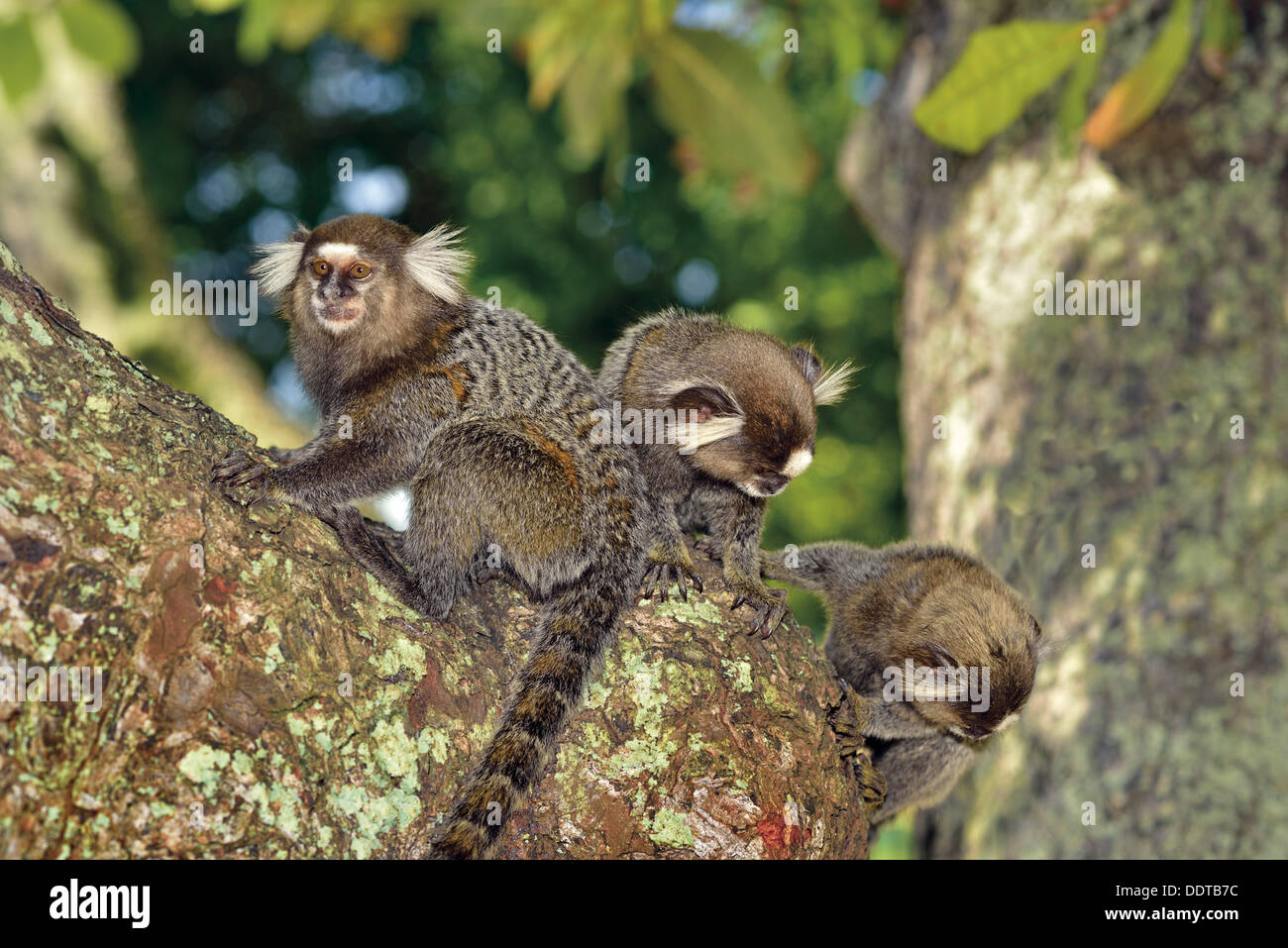 äffchen -Fotos und -Bildmaterial in hoher Auflösung – Alamy