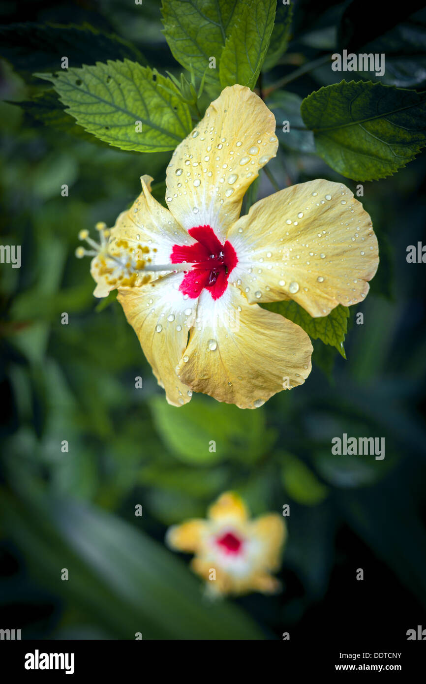 Hibiskus Gelbe Blatter
