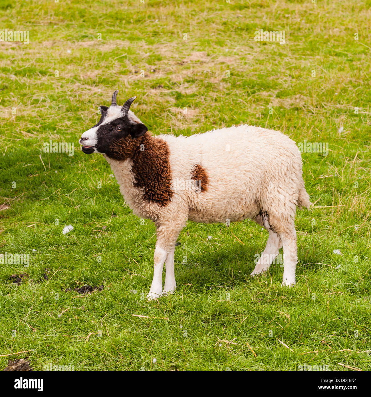 Jakob schafe -Fotos und -Bildmaterial in hoher Auflösung – Alamy