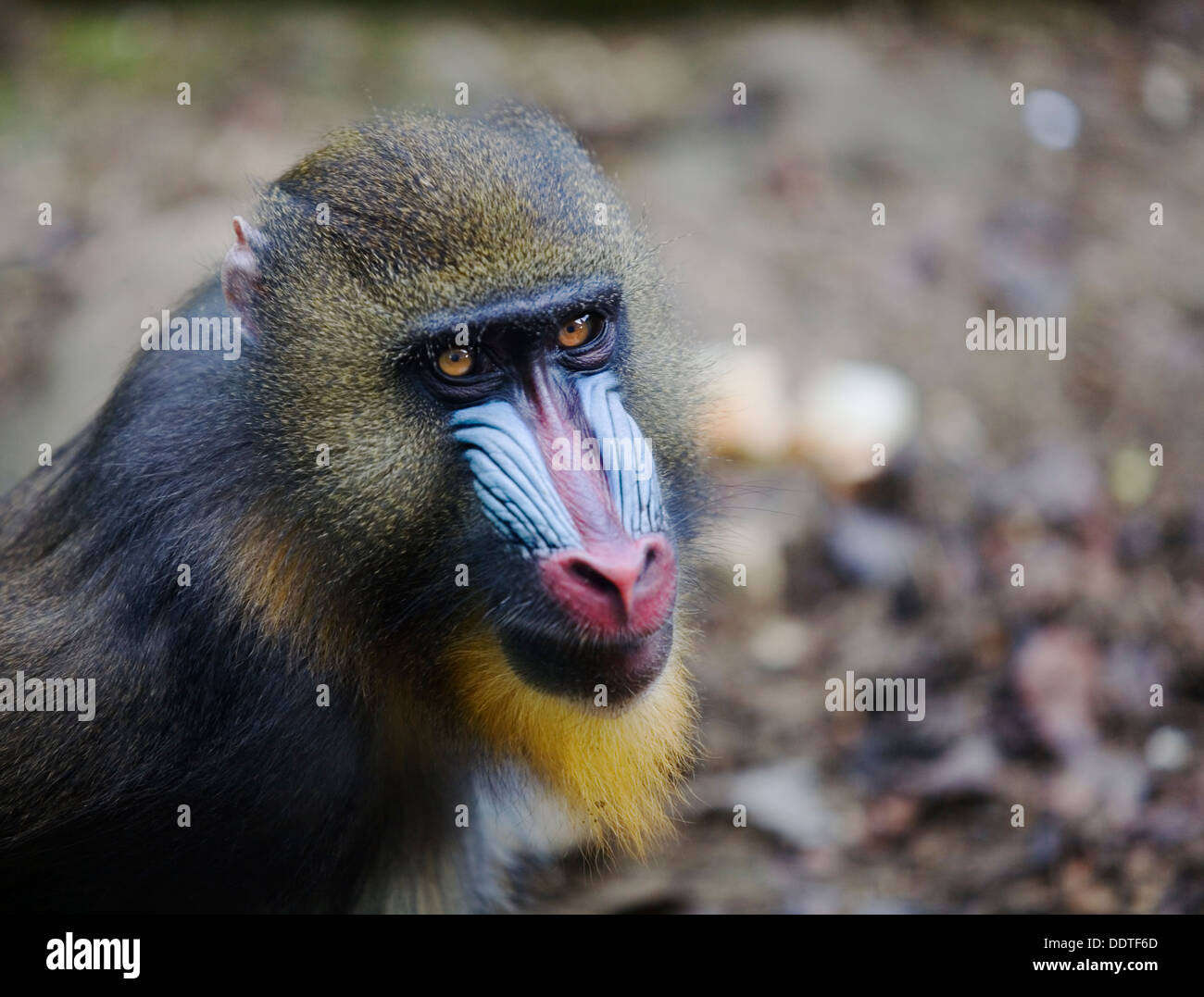 Mandrill affe -Fotos und -Bildmaterial in hoher Auflösung – Alamy