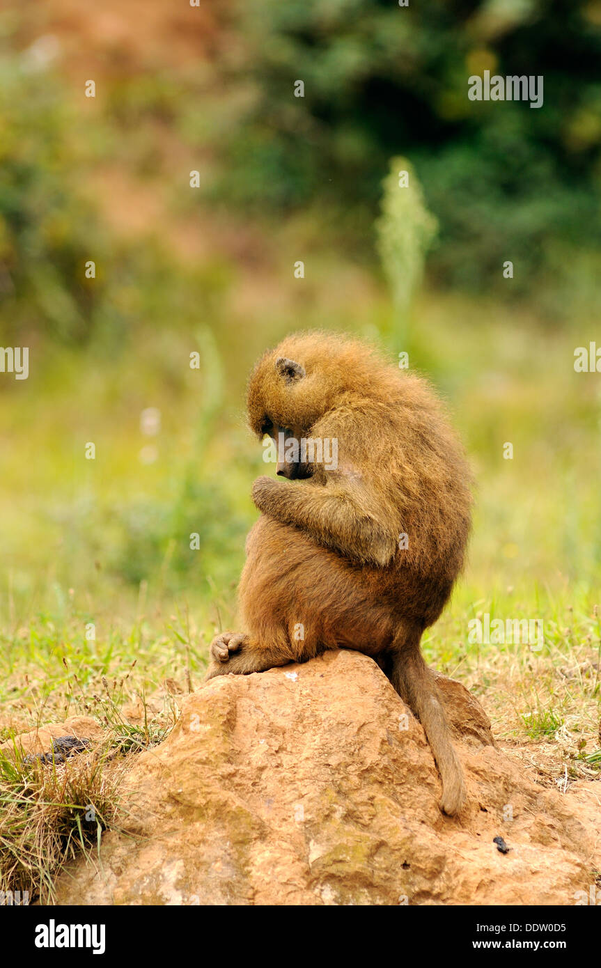 Savanne pavian papio -Fotos und -Bildmaterial in hoher Auflösung – Alamy