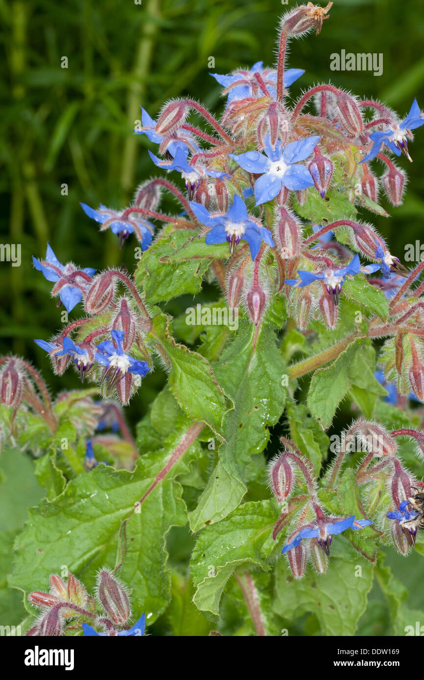 Borretsch, Starflower, Borretsch, Boretsch, Gurkenkraut, Kukumerkraut ...