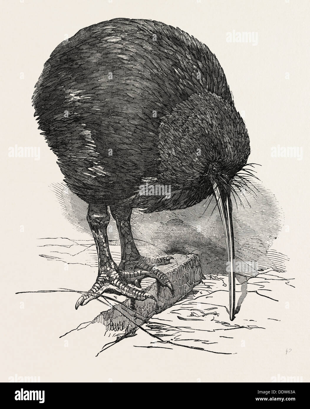 Vintage gravur apteryx -Fotos und -Bildmaterial in hoher Auflösung – Alamy