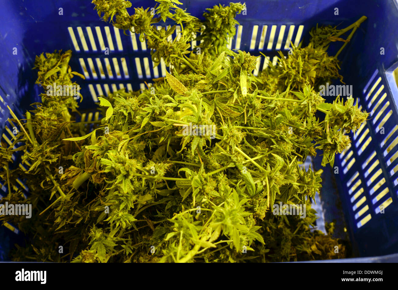 Cannabis Blatter Gelb