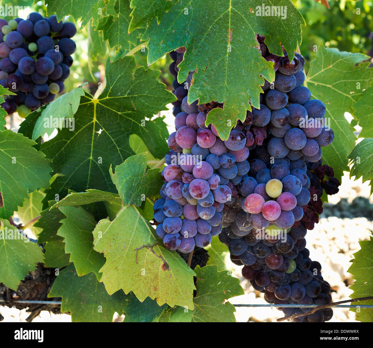 Rebe schwarz -Fotos und -Bildmaterial in hoher Auflösung – Alamy