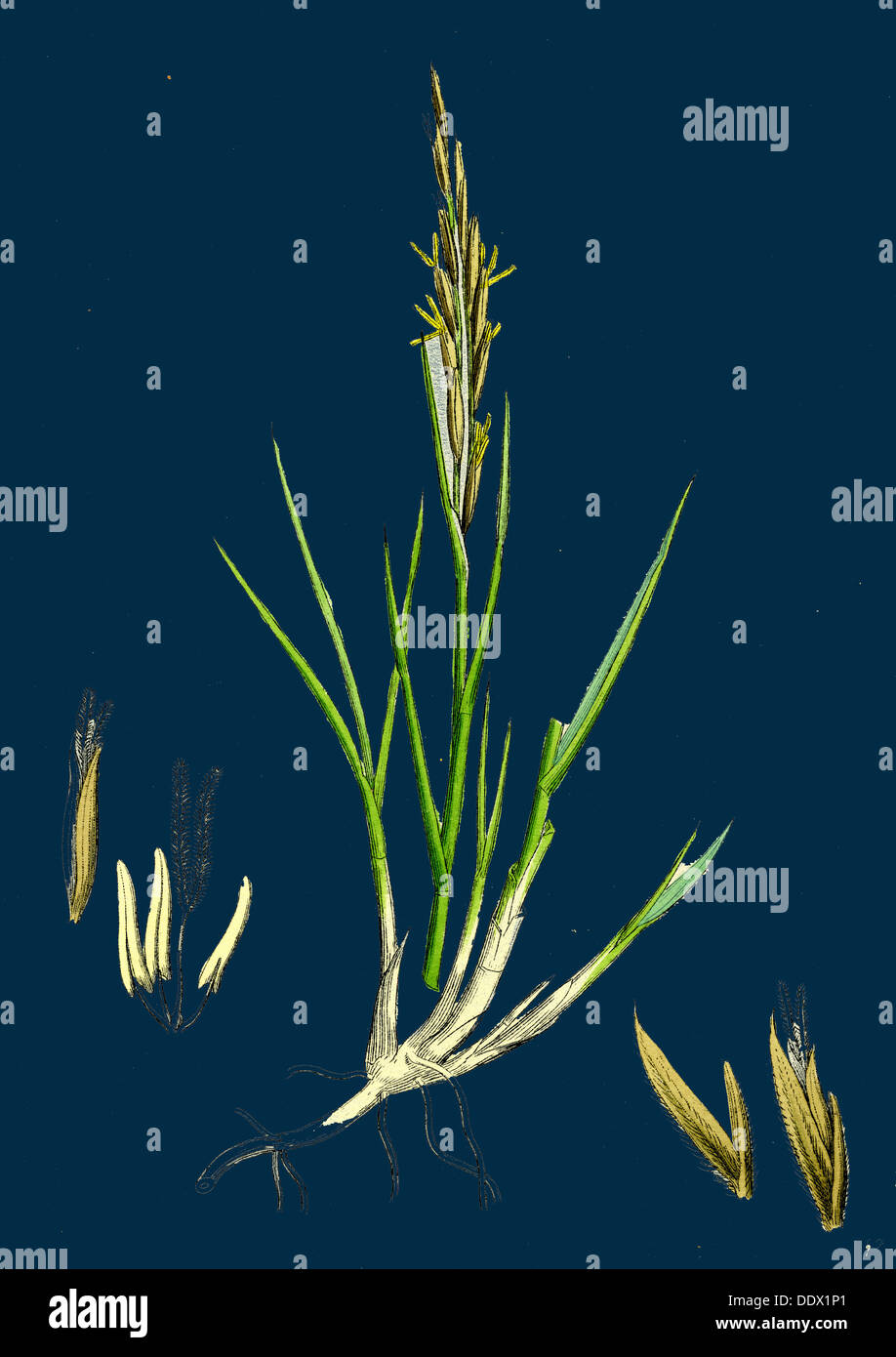 Spartina stricta -Fotos und -Bildmaterial in hoher Auflösung – Alamy