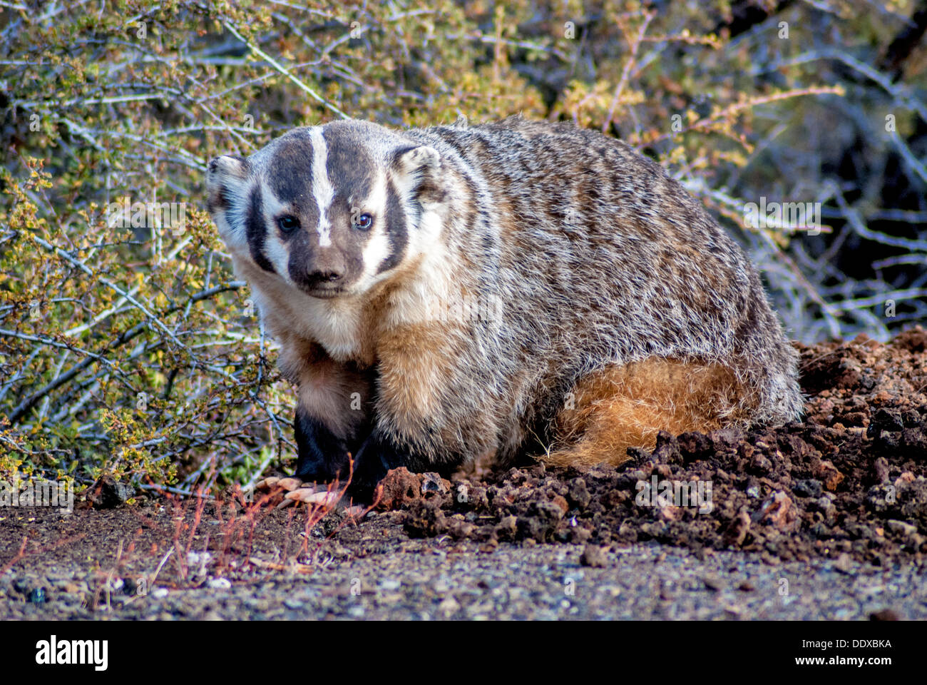 Dachs tier -Fotos und -Bildmaterial in hoher Auflösung – Alamy