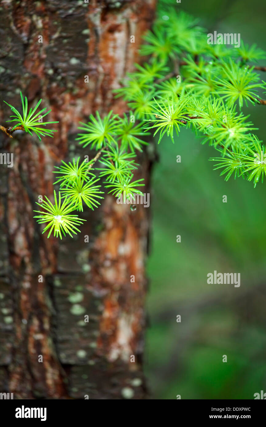 Lärche baum -Fotos und -Bildmaterial in hoher Auflösung – Alamy