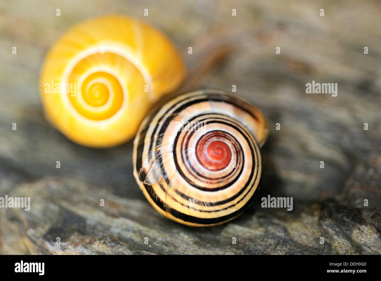 Fibonacci spiralen -Fotos und -Bildmaterial in hoher Auflösung – Alamy