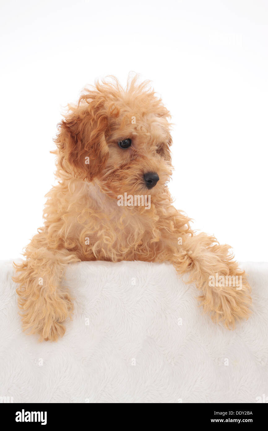 Toy pudel weisser hintergrund -Fotos und -Bildmaterial in hoher ...