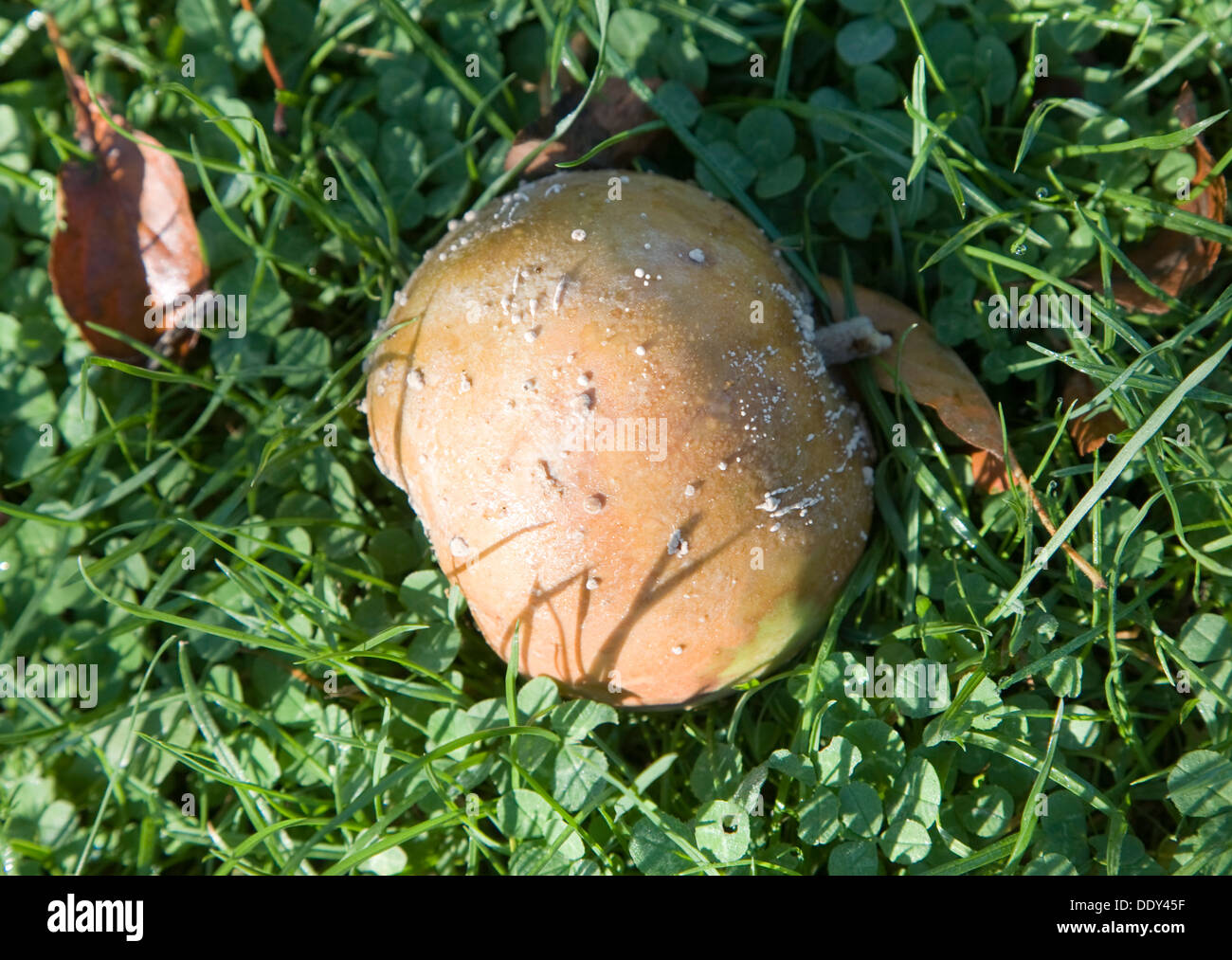 Apfel braune fäule -Fotos und -Bildmaterial in hoher Auflösung – Alamy