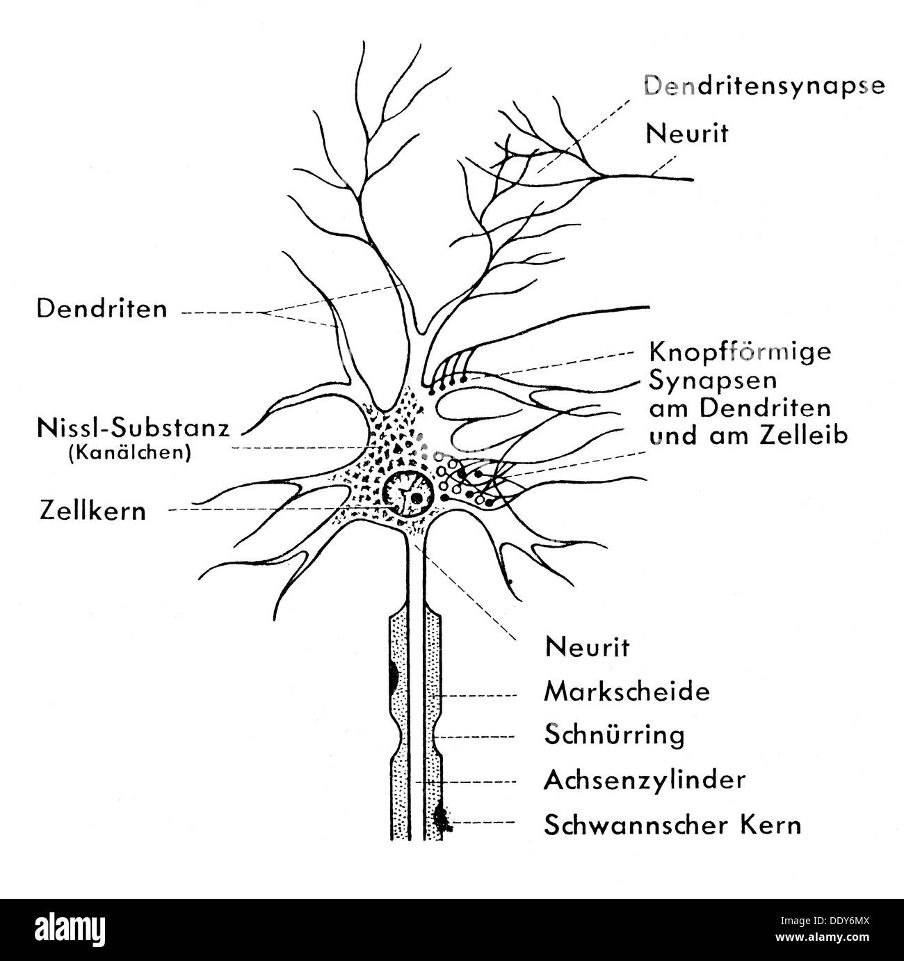 Medizin, Anatomie, Nervenzelle, schematische Darstellung einer Ganglion ...
