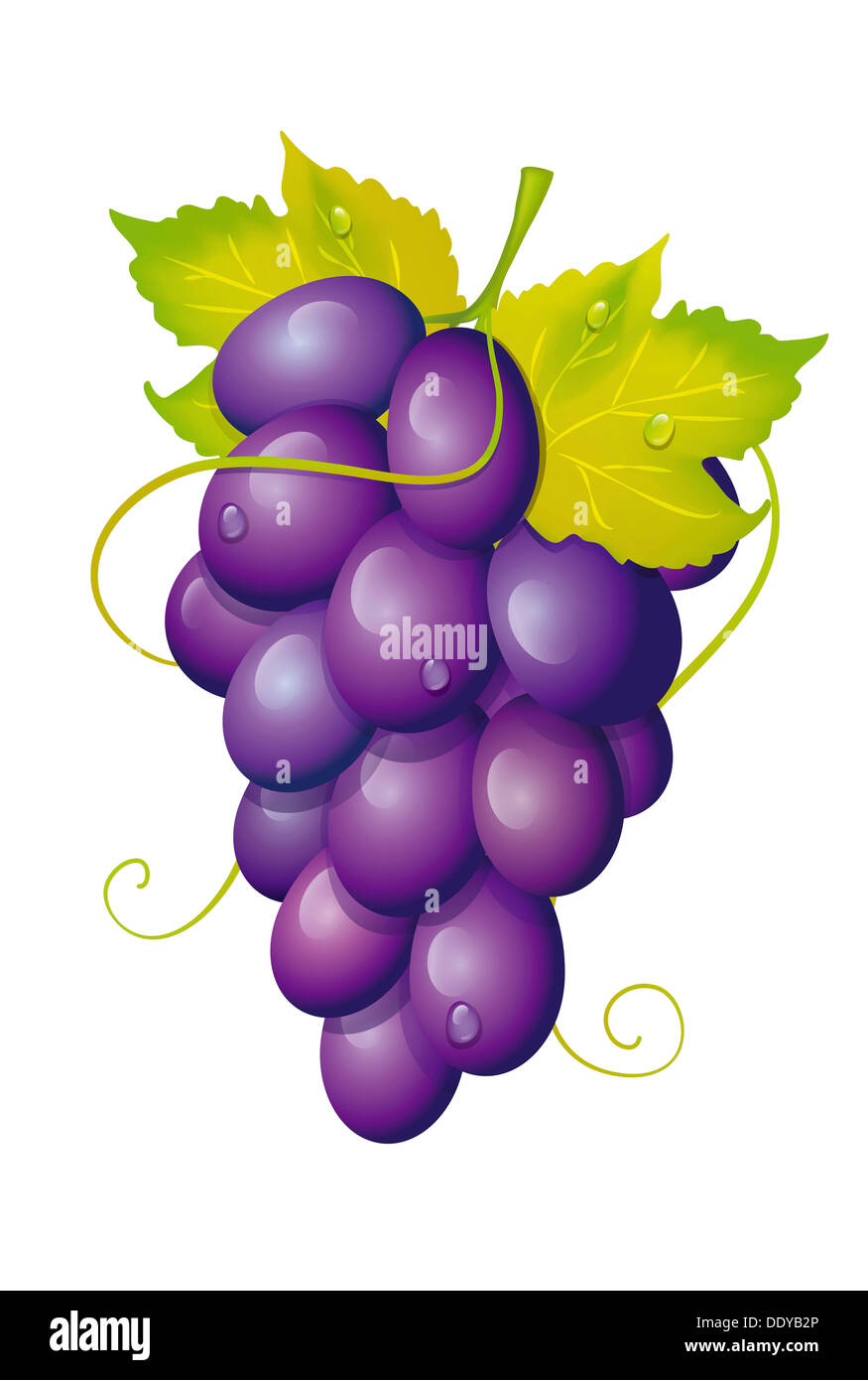 Abbildung der trauben -Fotos und -Bildmaterial in hoher Auflösung – Alamy