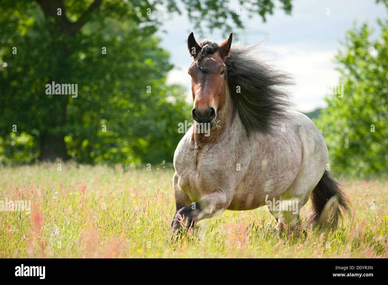 Pferd tier brabancon -Fotos und -Bildmaterial in hoher Auflösung – Alamy