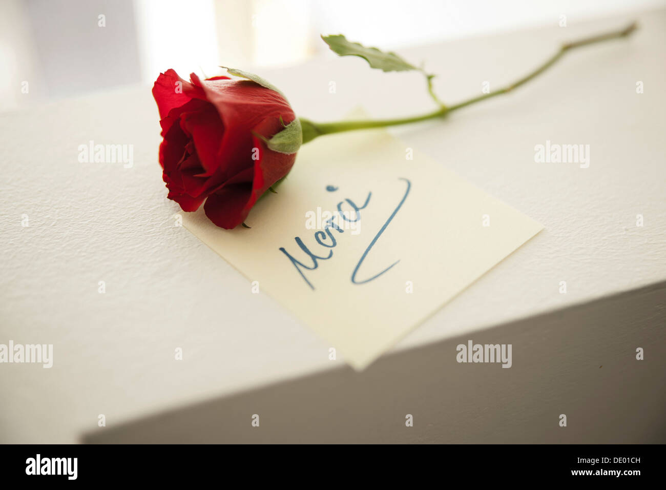 Merci blume -Fotos und -Bildmaterial in hoher Auflösung – Alamy