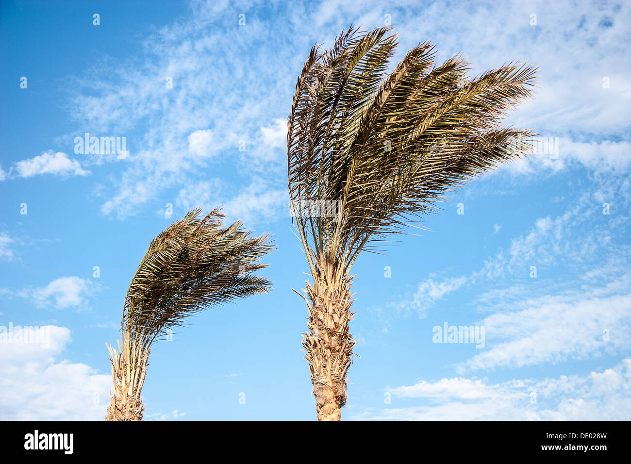 Palme Wachst Schief