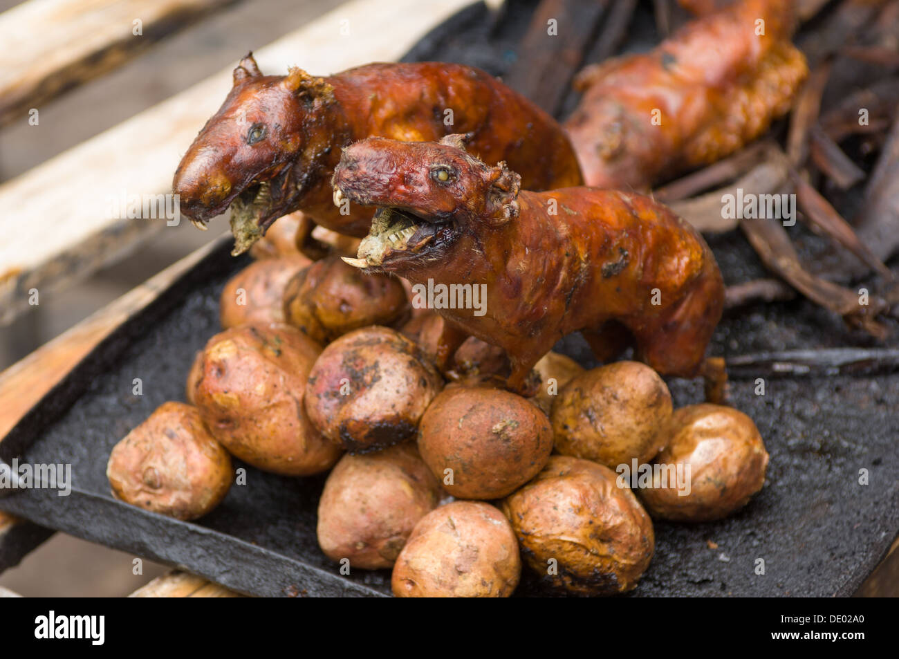 Gebackene Meerschweinchen (Cavia Porcellus) zum Verkauf für ...