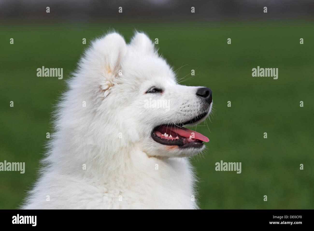 Pedigree samoyed -Fotos und -Bildmaterial in hoher Auflösung – Alamy