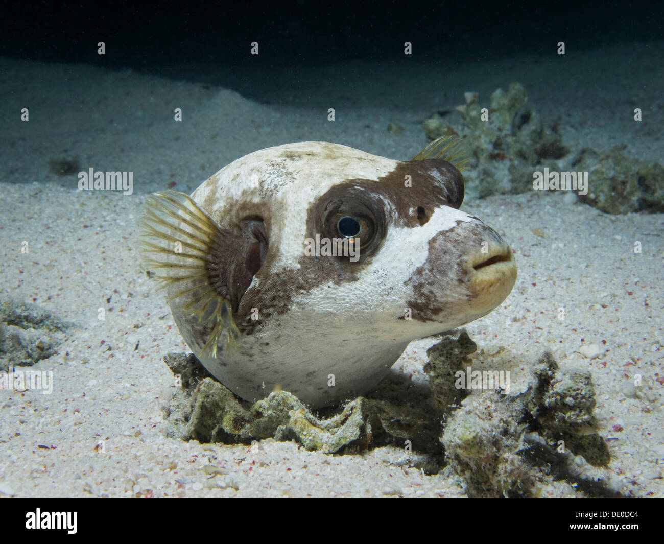 Plectognathi trunkfishes trunkfish unterwasserfotos rotes meer -Fotos ...