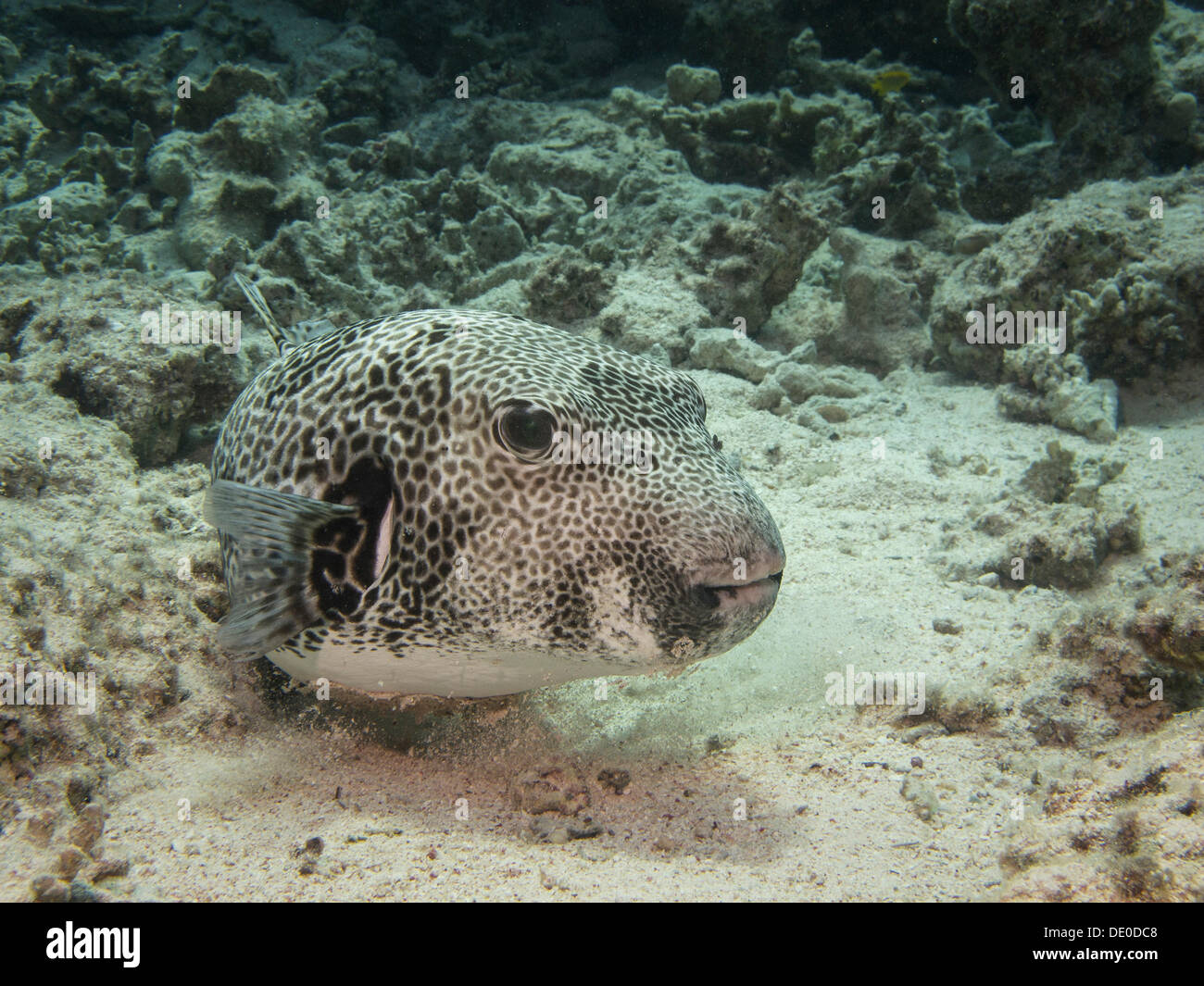Plectognathi trunkfishes trunkfish unterwasserfotos rotes meer -Fotos ...